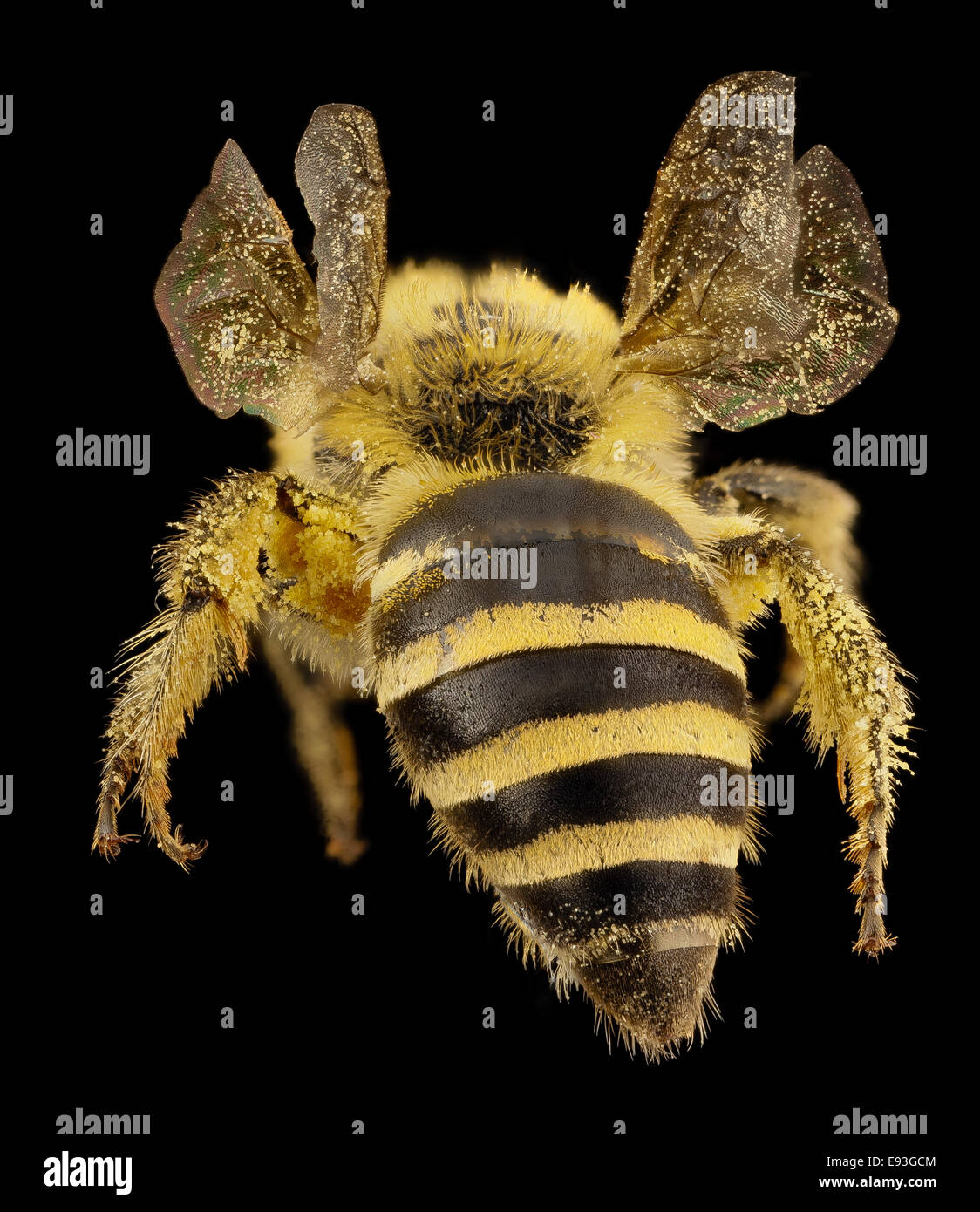 A close-up of *Colletes hederae*, a species of bee commonly known as a ...