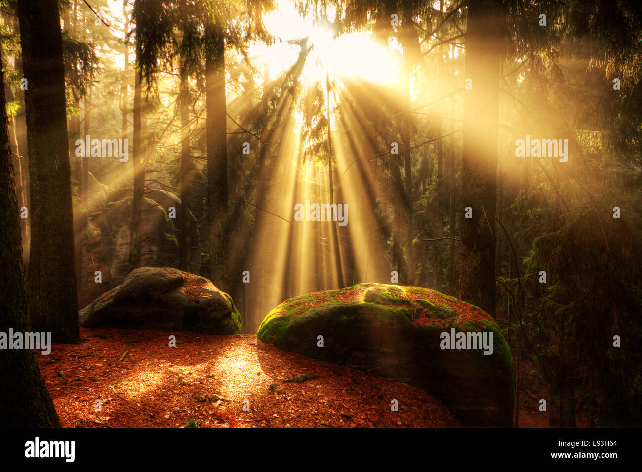 beautiful forest and sunbeams Stock Photo - Alamy