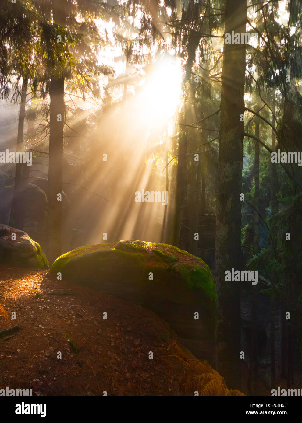 beautiful forest and sunbeams Stock Photo - Alamy