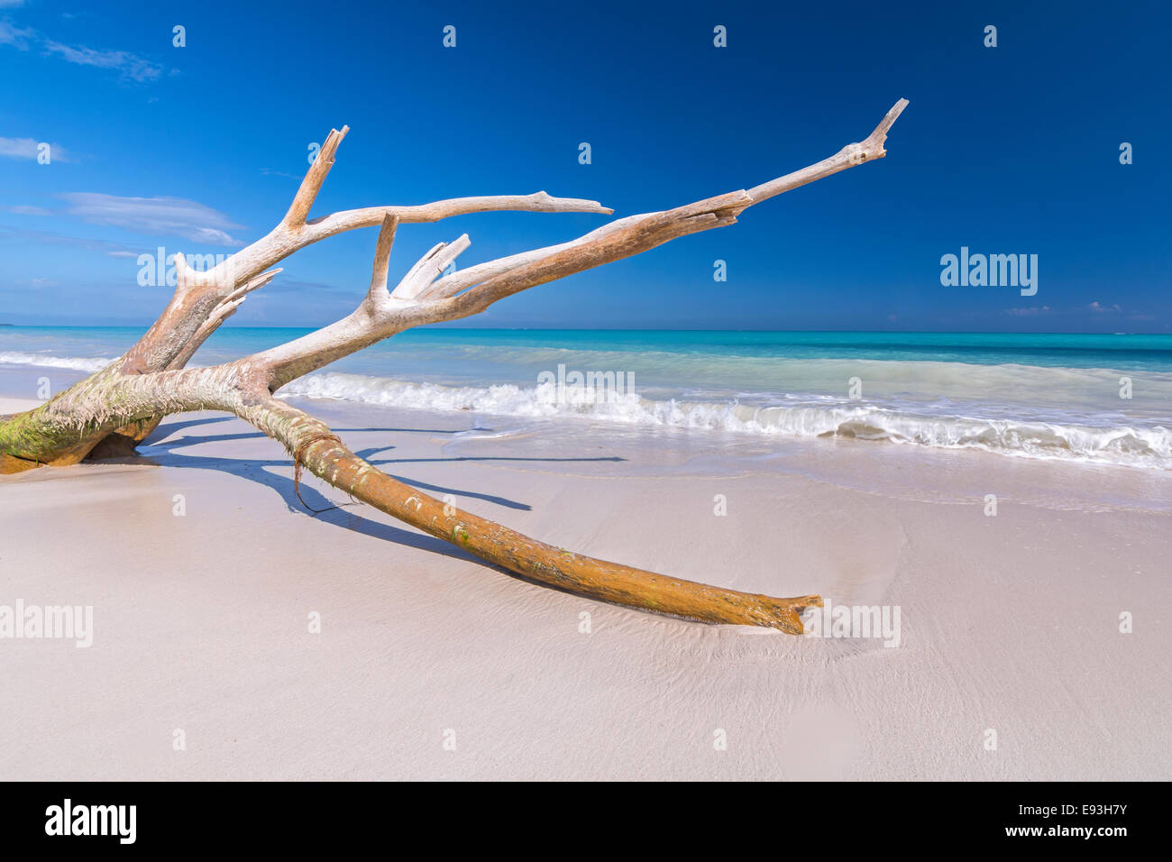 Bright blue sky and large branch of tree washed up on beautiful ...