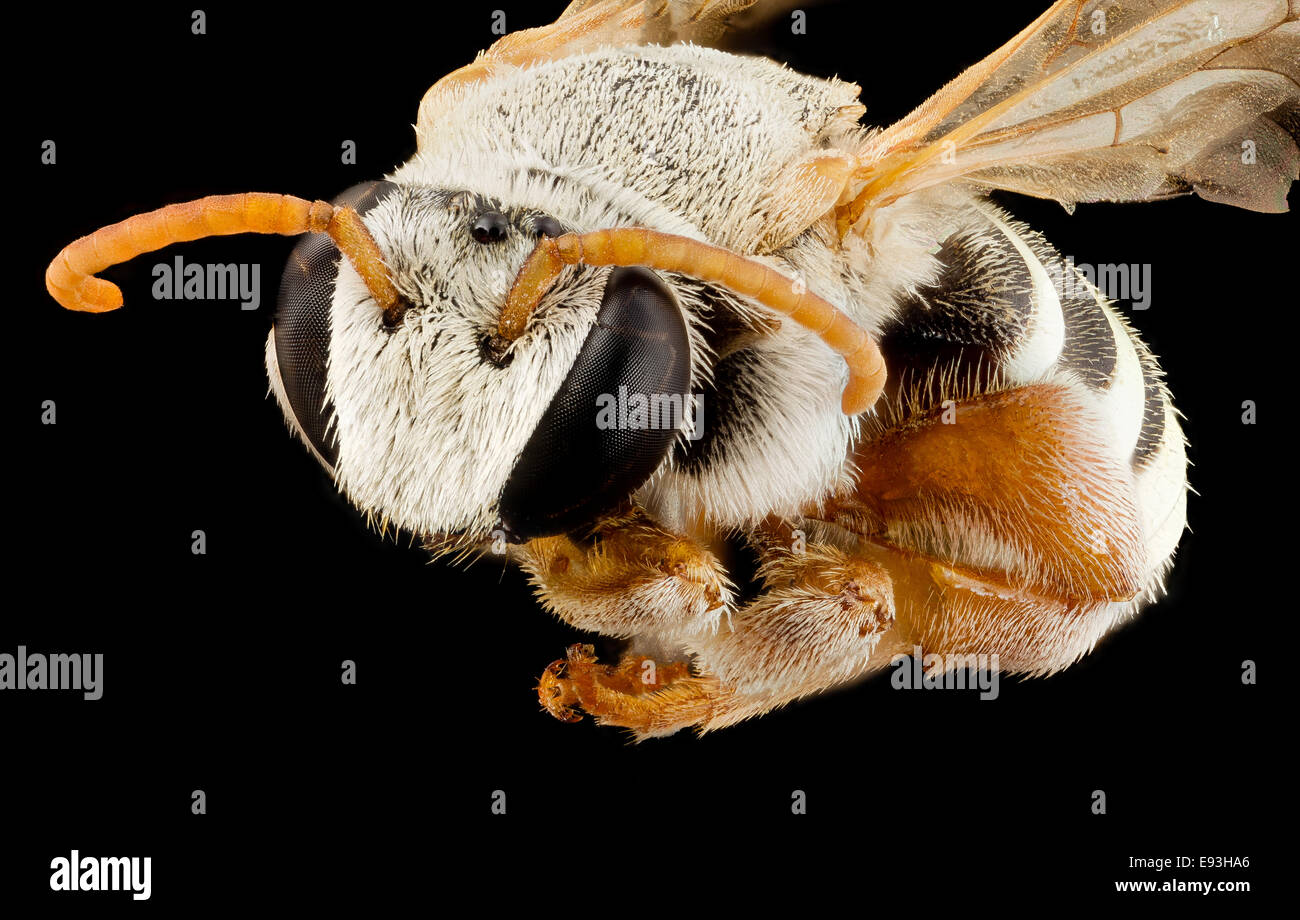 A close-up of a male Nomia species bee, taken in Oman. This species ...