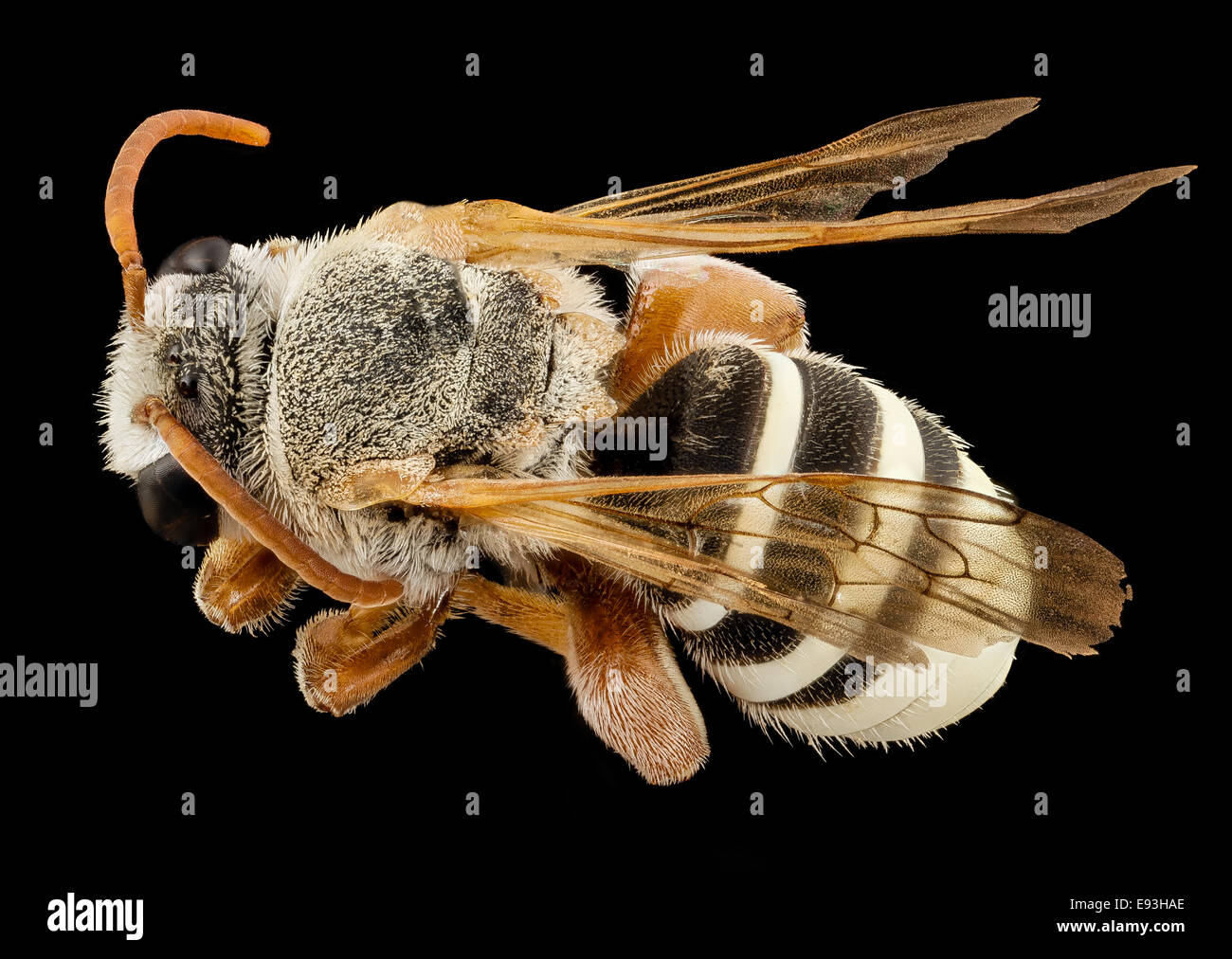 Natural reserves in oman hi-res stock photography and images - Alamy