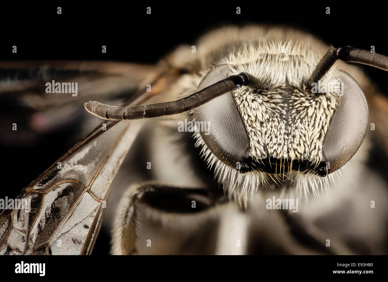A close-up of a male Nomia spiney bee from Vietnam, featuring its ...