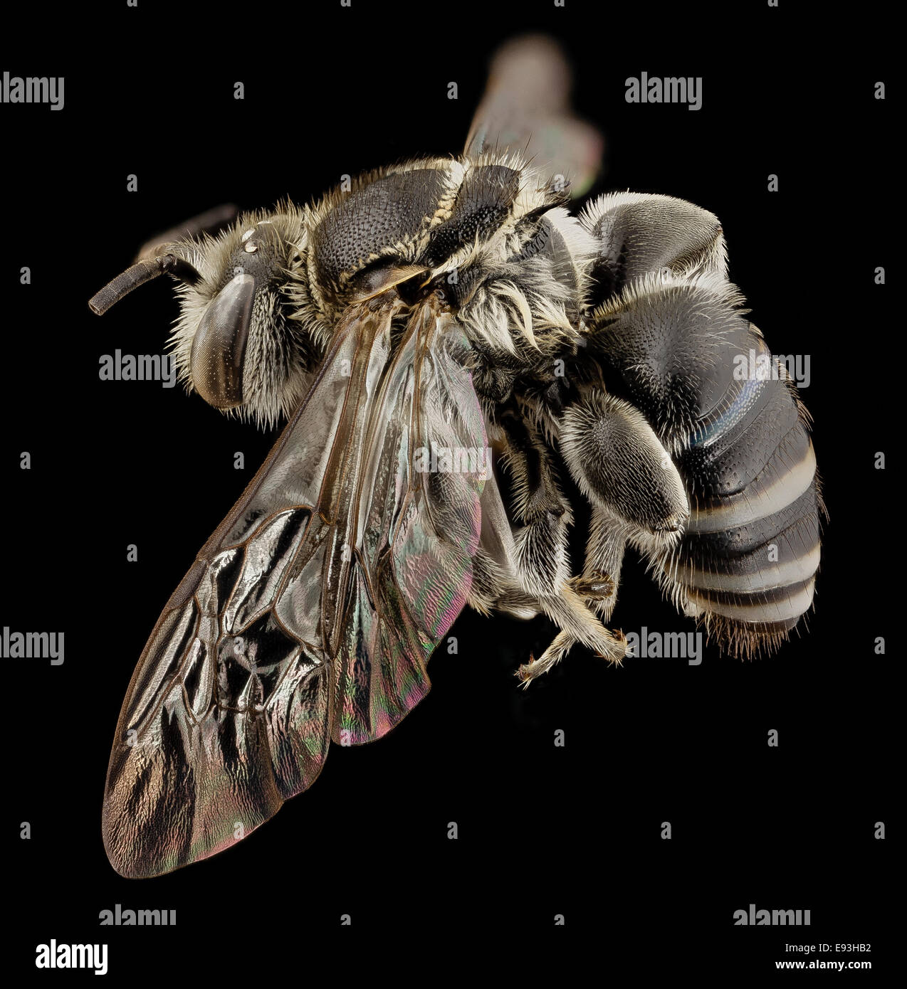 Nomia spiney, a male bee from Vietnam, is captured in this detailed ...