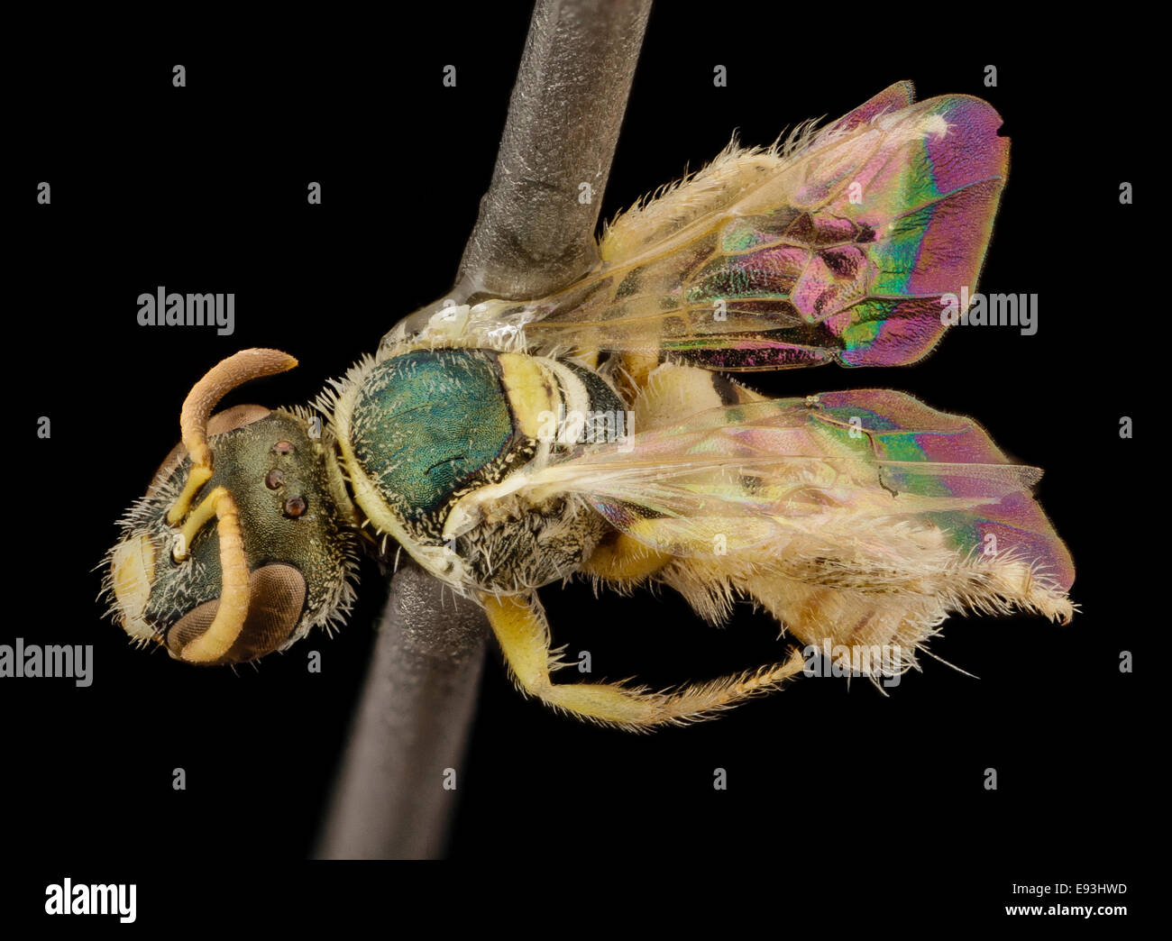 A close-up photograph of a Nomioides bee with distinctive wing patterns ...