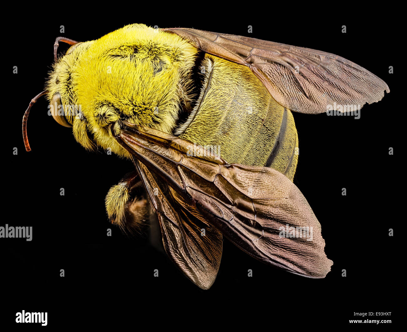 A male yellow carpenter bee (Xylocopa) from India, captured from the ...
