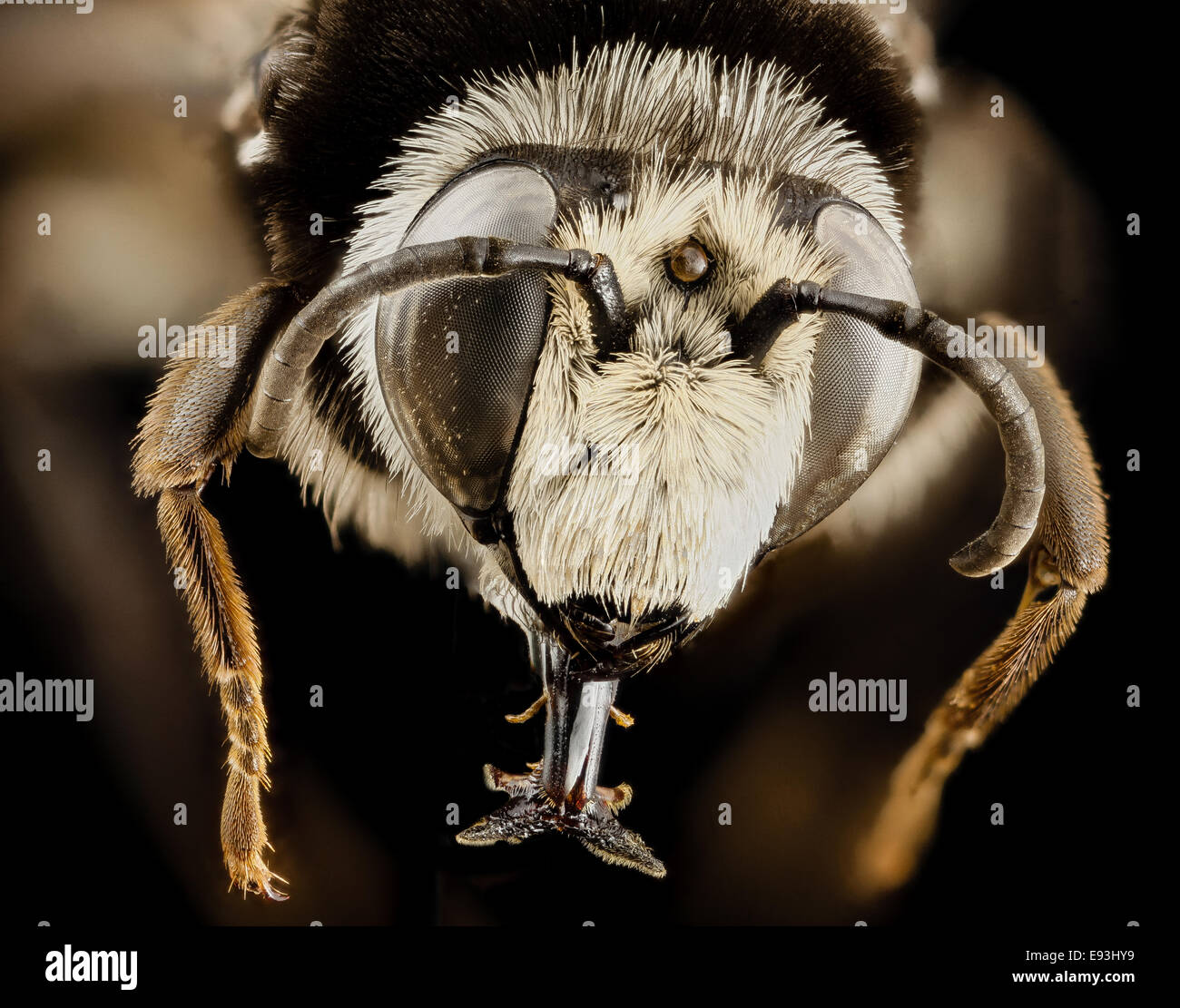 Bee from brazil hi-res stock photography and images - Alamy