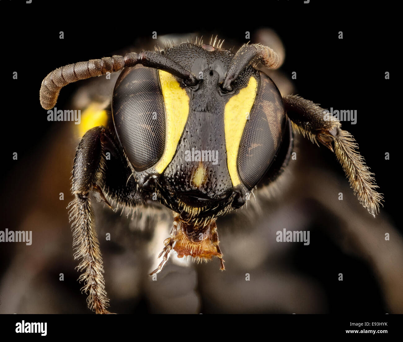 Binomial hylaeus nubilosus yellow hi-res stock photography and images ...