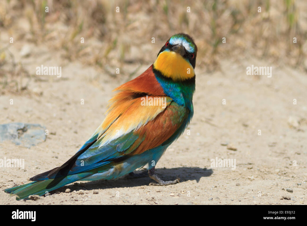 european bee eater Stock Photo - Alamy