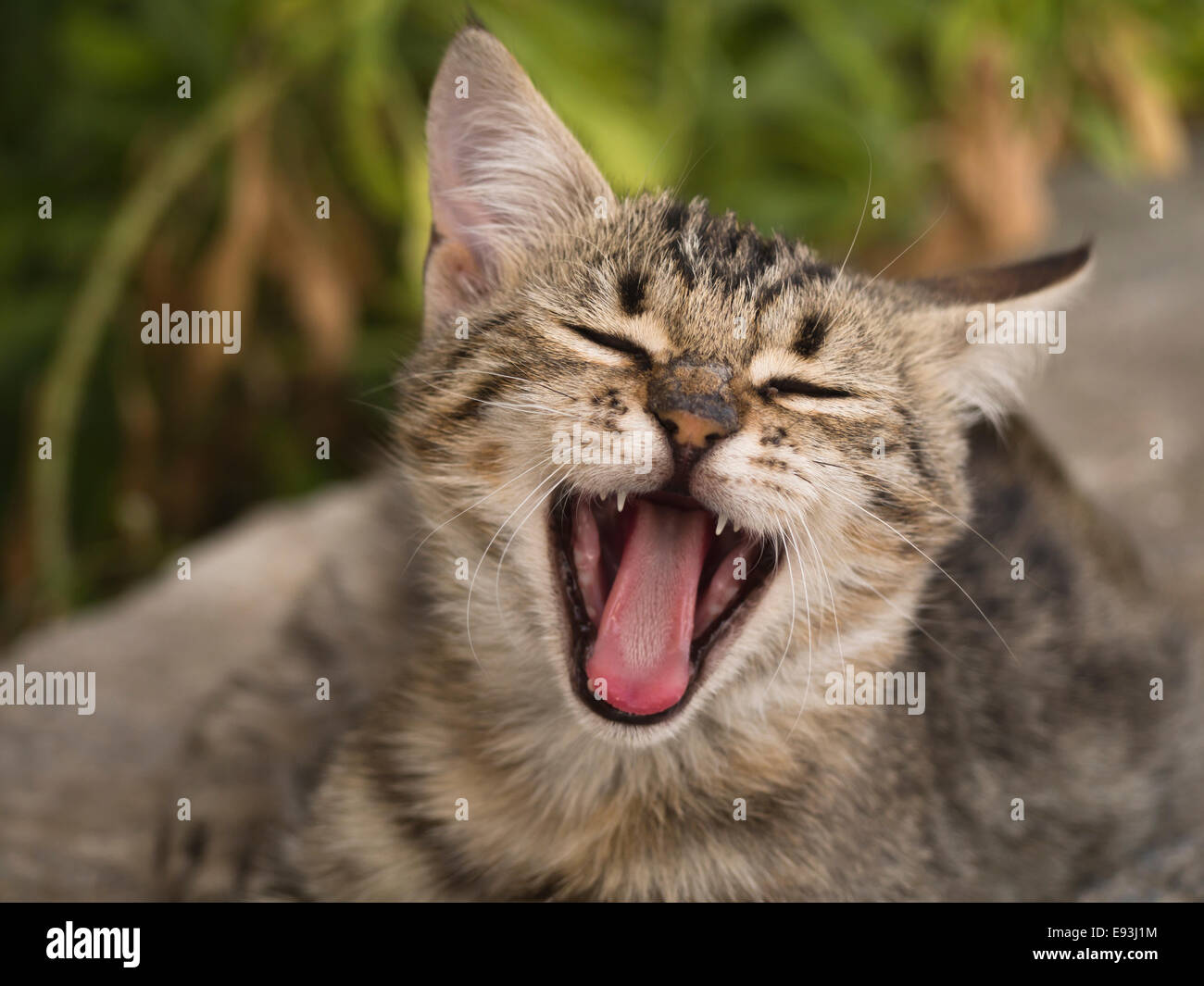 Greek cats hi-res stock photography and images - Alamy