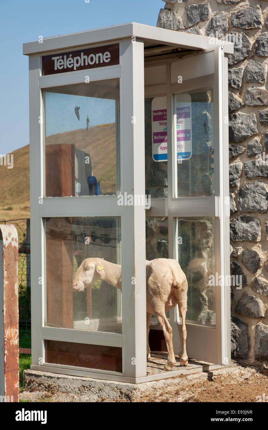 Sheep in a Telephone box Stock Photo - Alamy