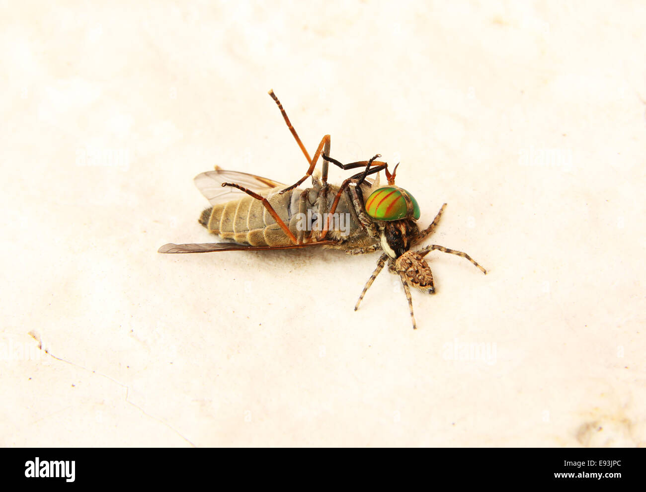 Spider red eyes Cut Out Stock Images & Pictures - Alamy