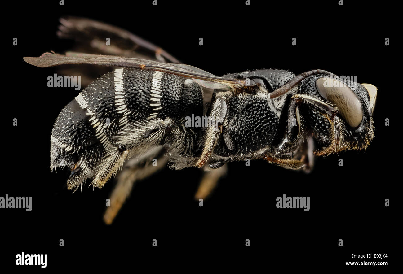 A Ceratina moerenhouti bee photographed in Kenya. This species is a ...