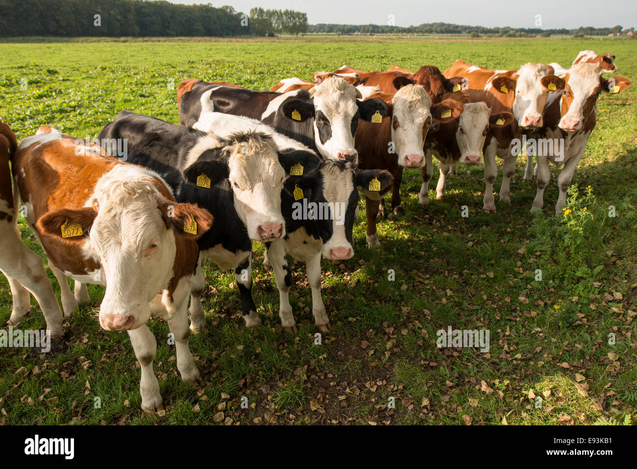 Curious Dutch cows in a pasture near Winterswijk in the Netherlands ...