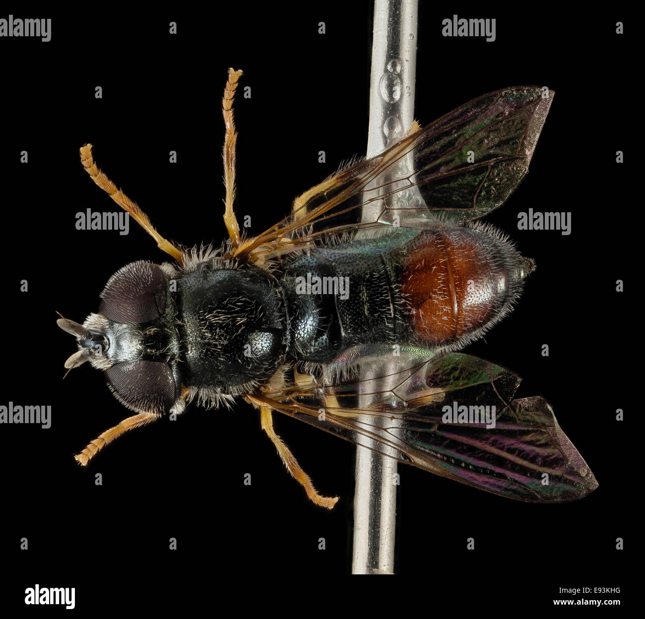 A female Paragus haemorrhous, a type of Syrphid fly, photographed in ...