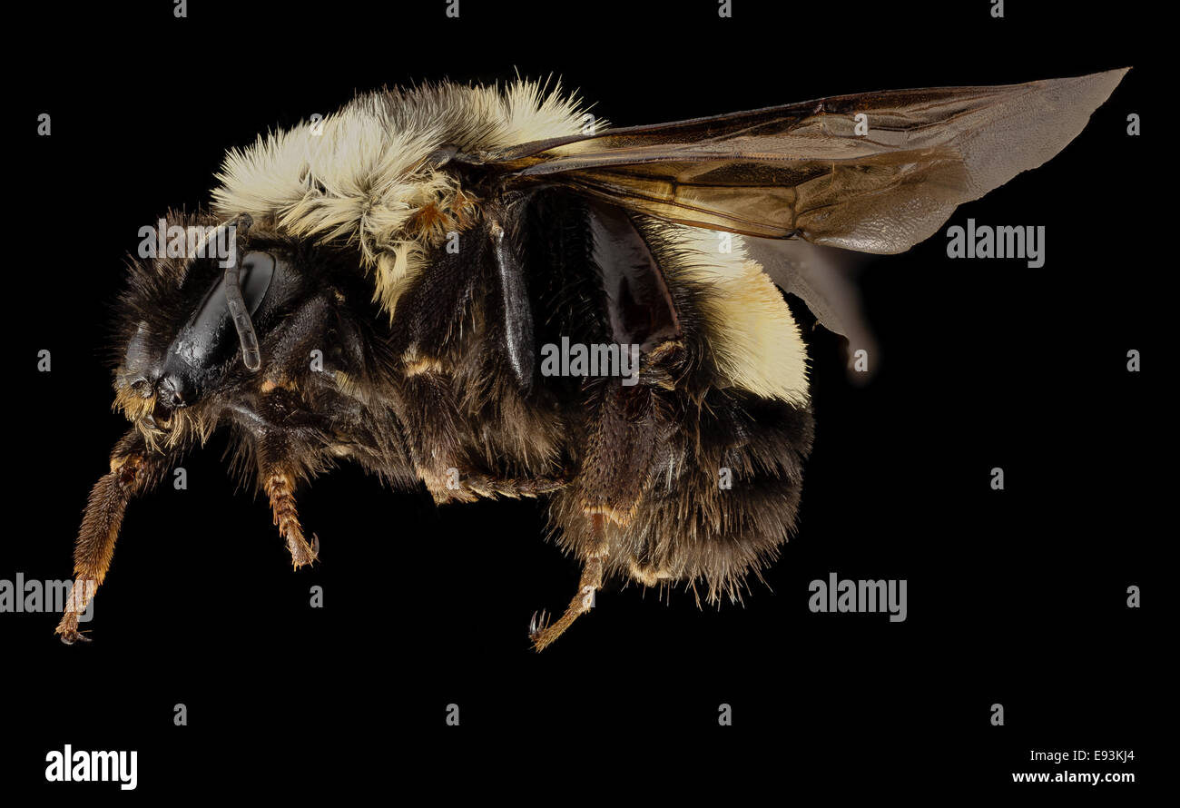 Rusty patched bumblebee hi-res stock photography and images - Alamy