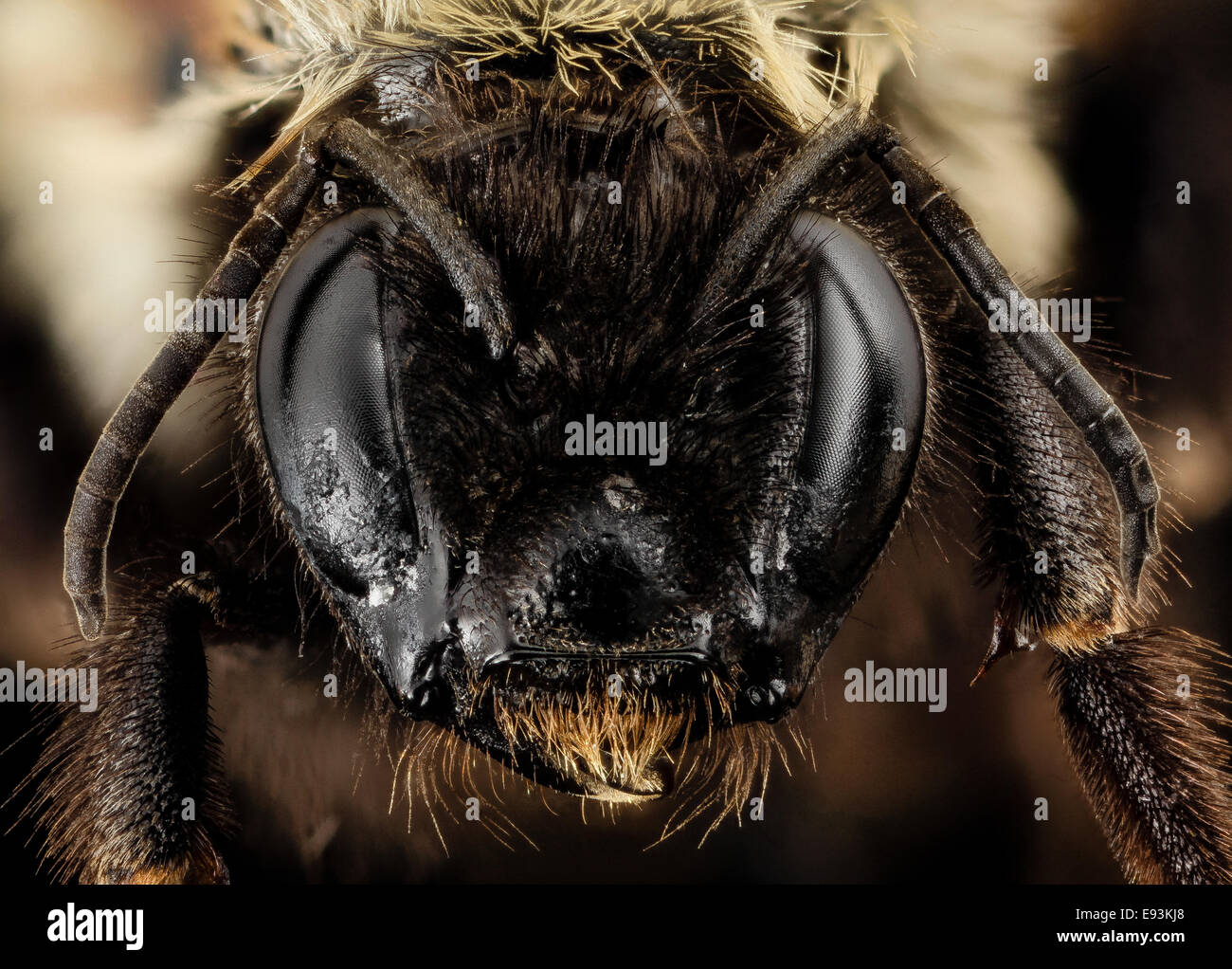 Bombus affinis hi-res stock photography and images - Alamy