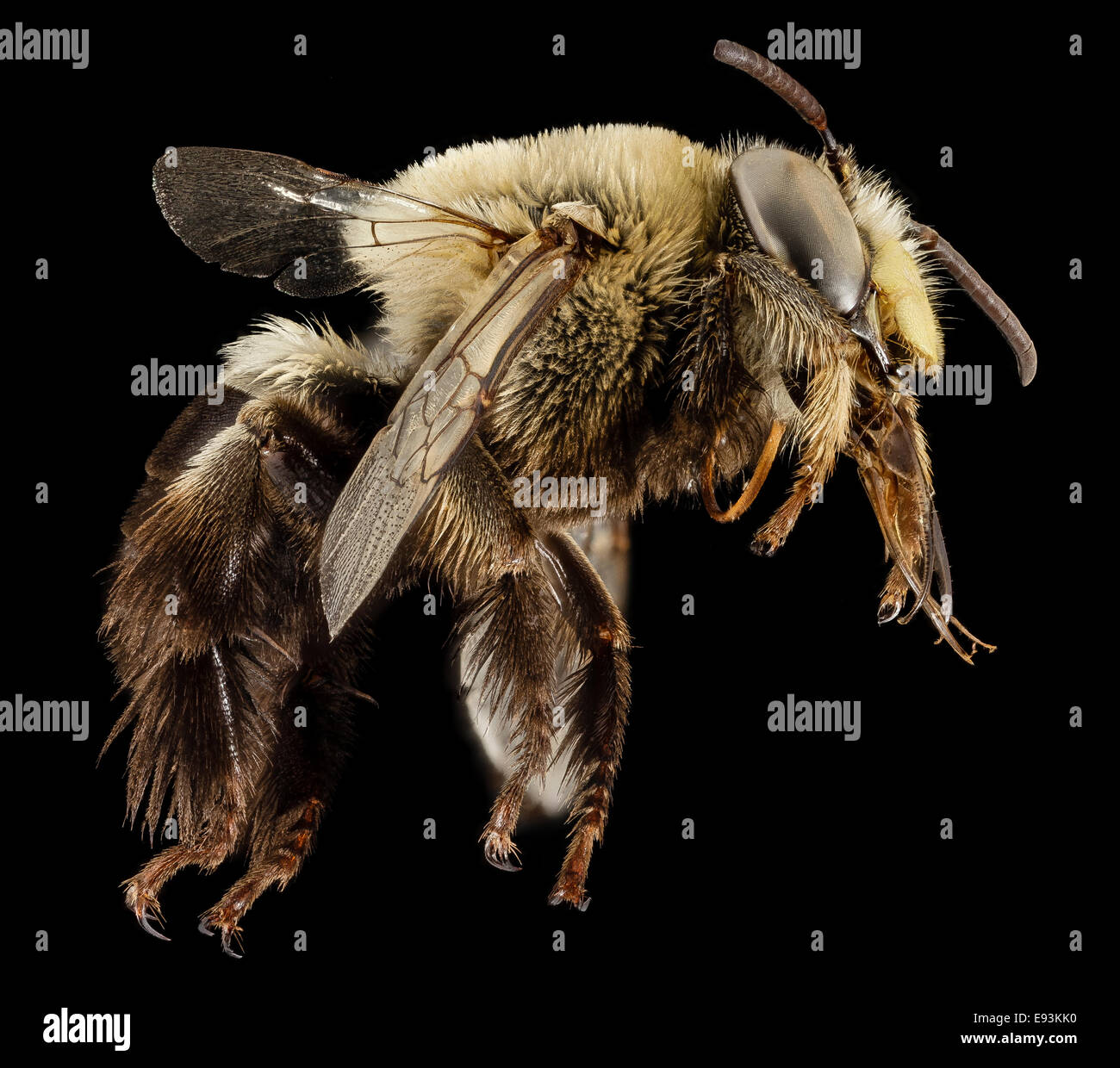 Centris lanosa, a species of oil-collecting bee, was photographed in ...