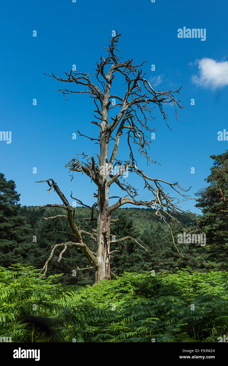 Dead Scots Pine Stock Photo - Alamy