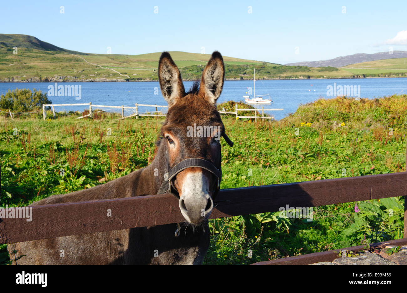 Irish donkey hi-res stock photography and images - Alamy
