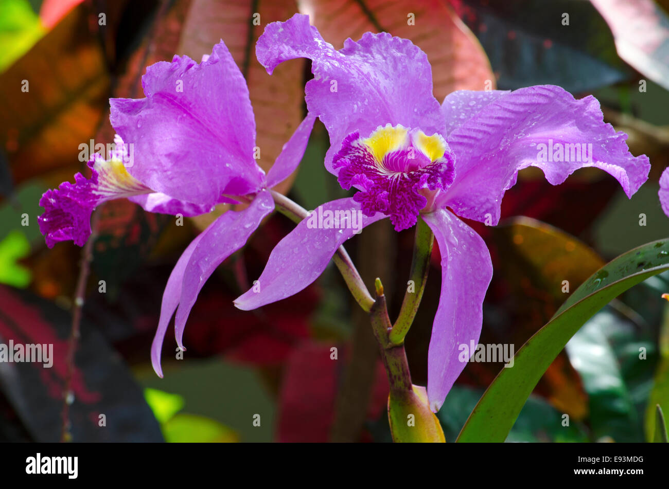Spectacular Orchid at full bloom in a Conservatory/Greenhouse. Shot ...