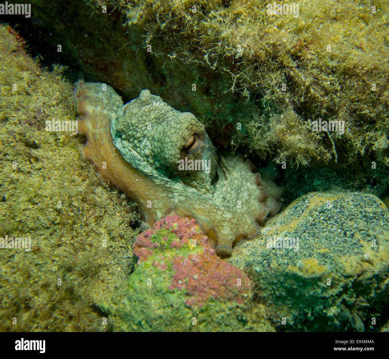 Octopus, Octopus vulgaris, close-up form the Mediterranean Sea. This ...
