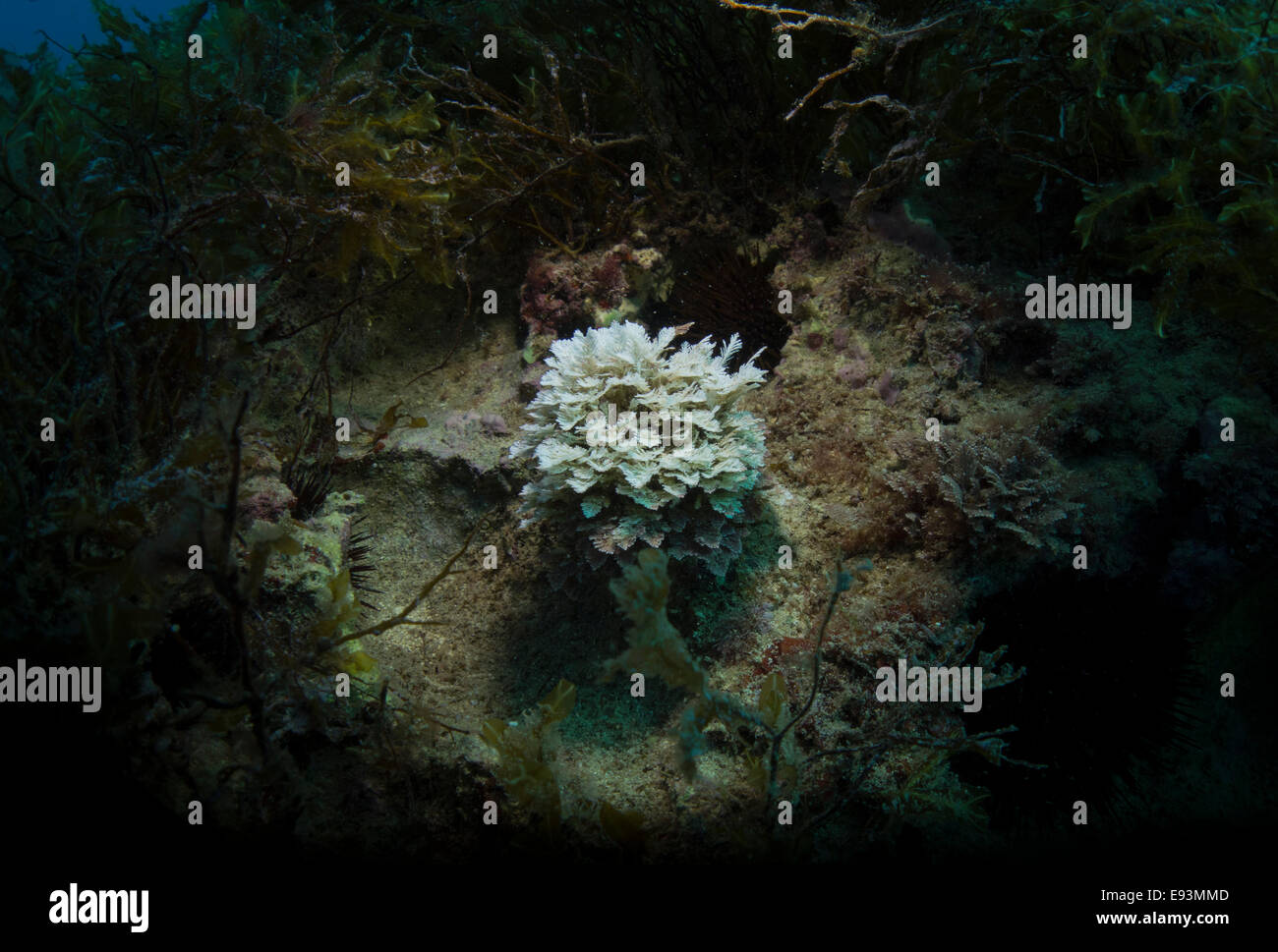 Algae mediterranean hi-res stock photography and images - Alamy