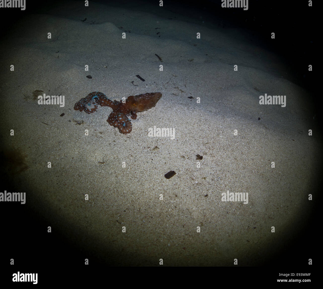 Atlantic white-spotted octopus, Octopus macropus, moving on sandy ...