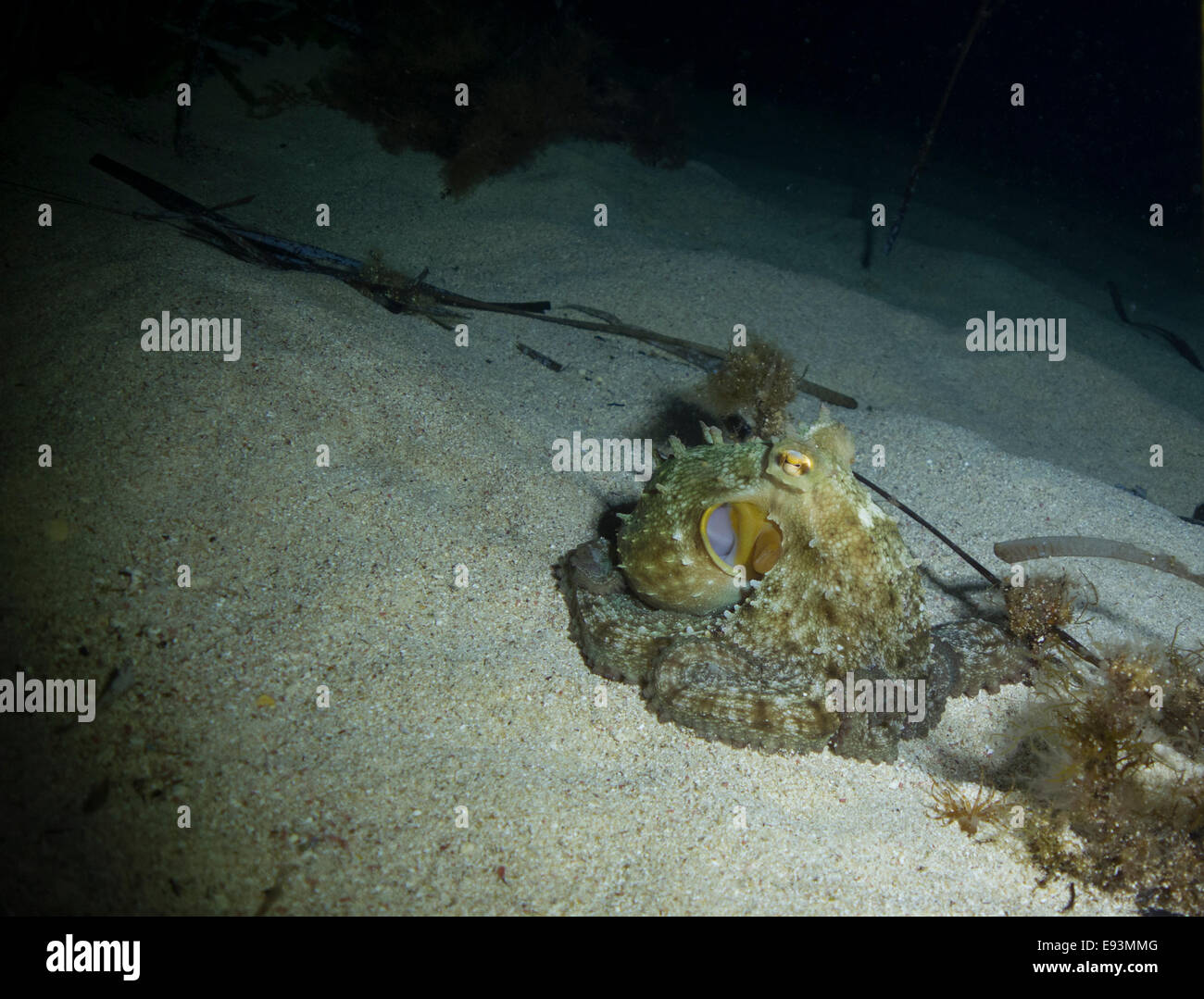 Octopus, Octopus vulgaris, close-up form the Mediterranean Sea. This ...