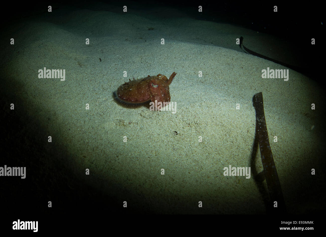 Cuttlefish bay hi-res stock photography and images - Alamy