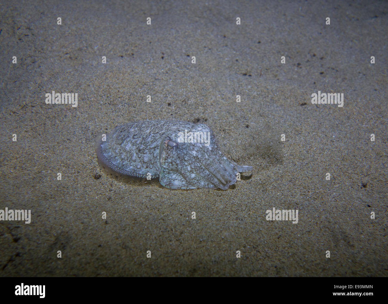 Yellow cuttlefish hi-res stock photography and images - Alamy