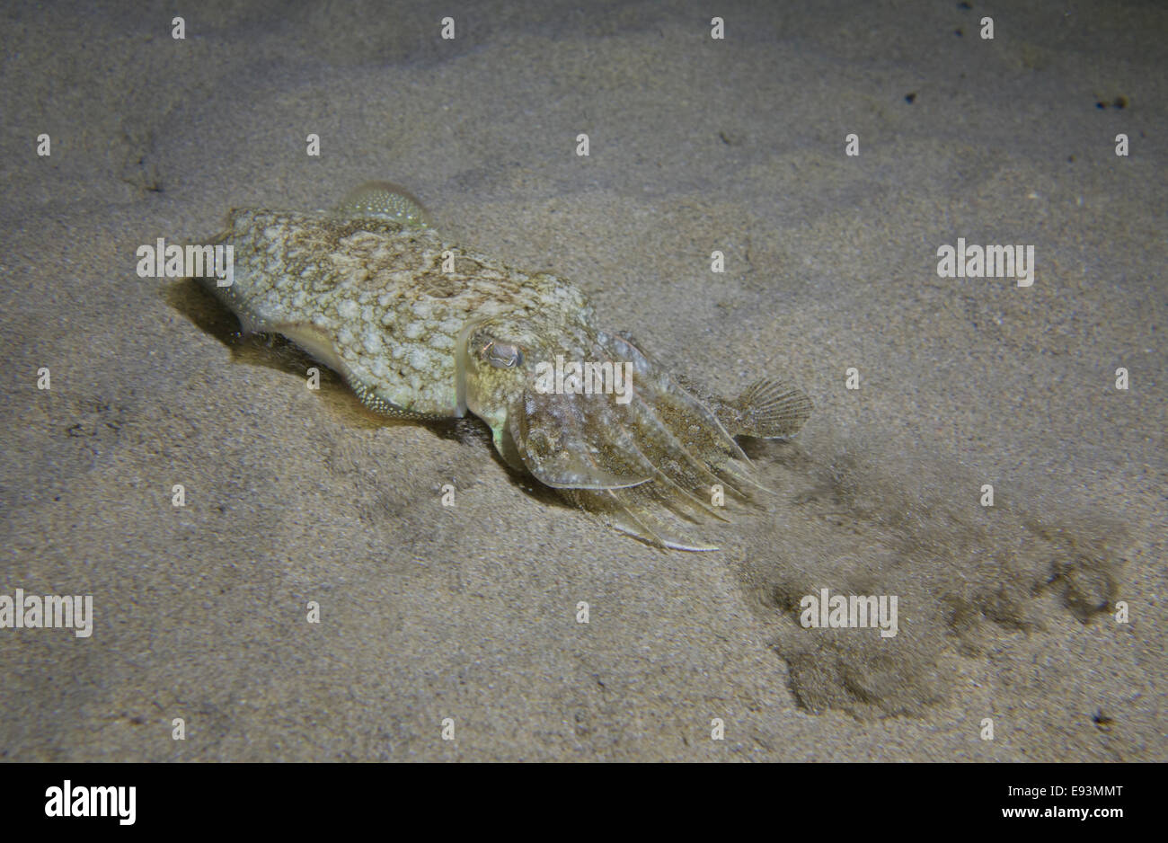 Bright common cuttlefish hi-res stock photography and images - Alamy