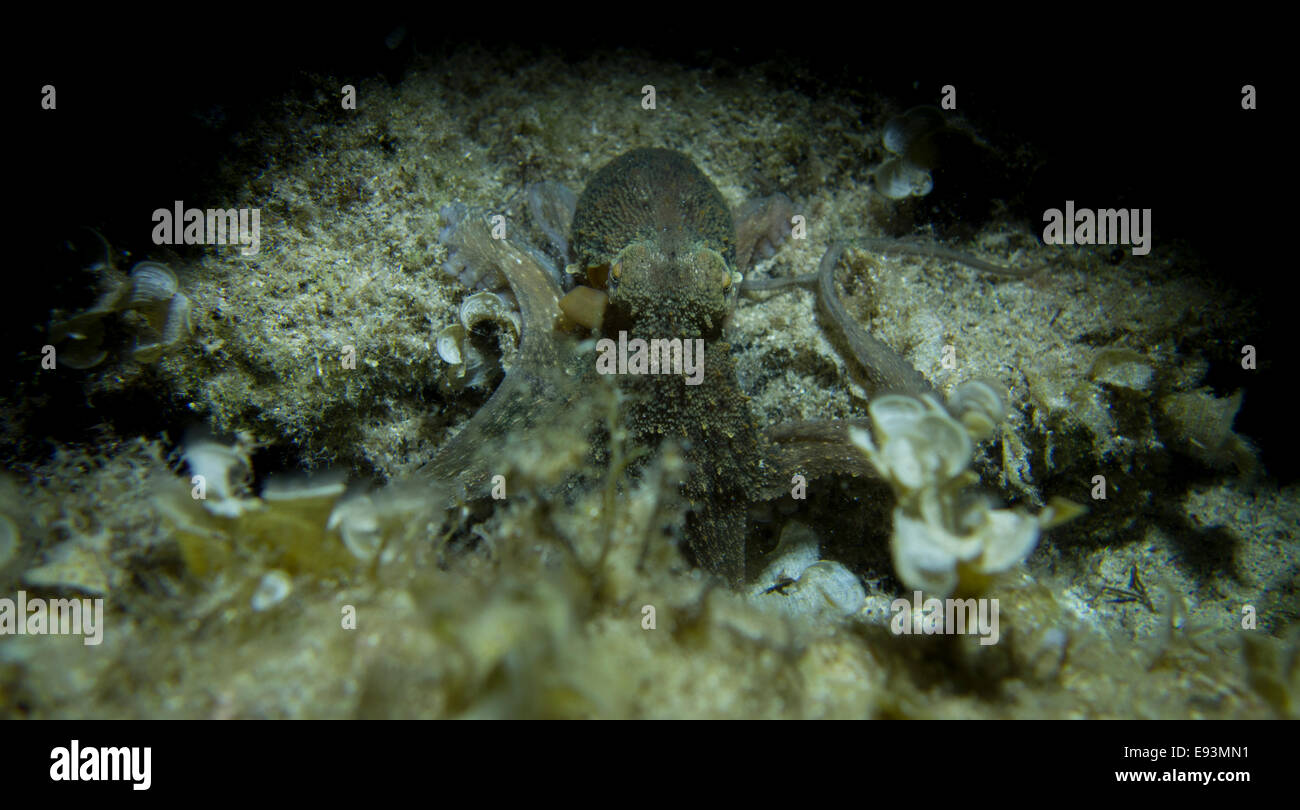 Octopus, Octopus vulgaris, close-up form the Mediterranean Sea. This ...