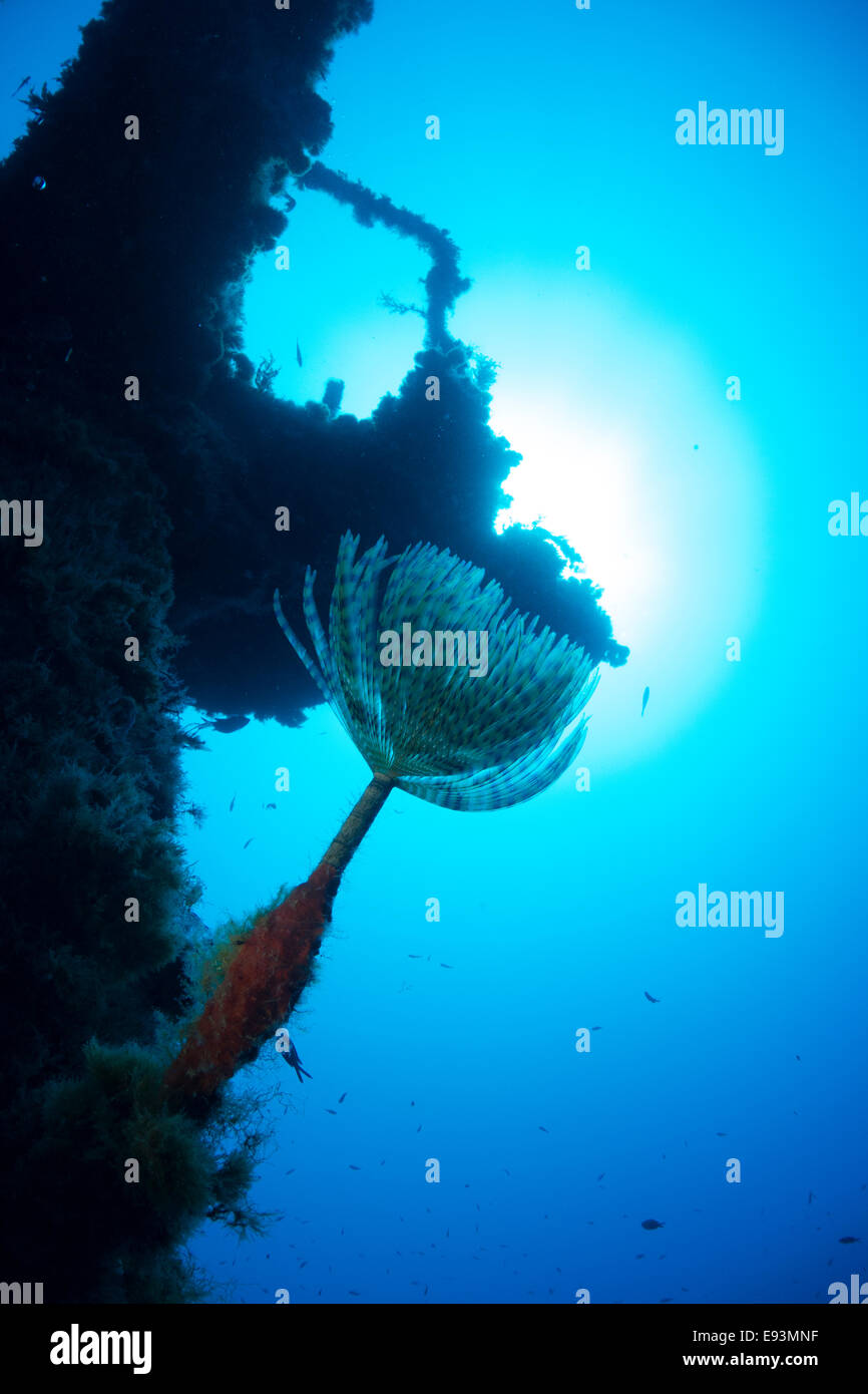 Deep sea worm hi-res stock photography and images - Alamy