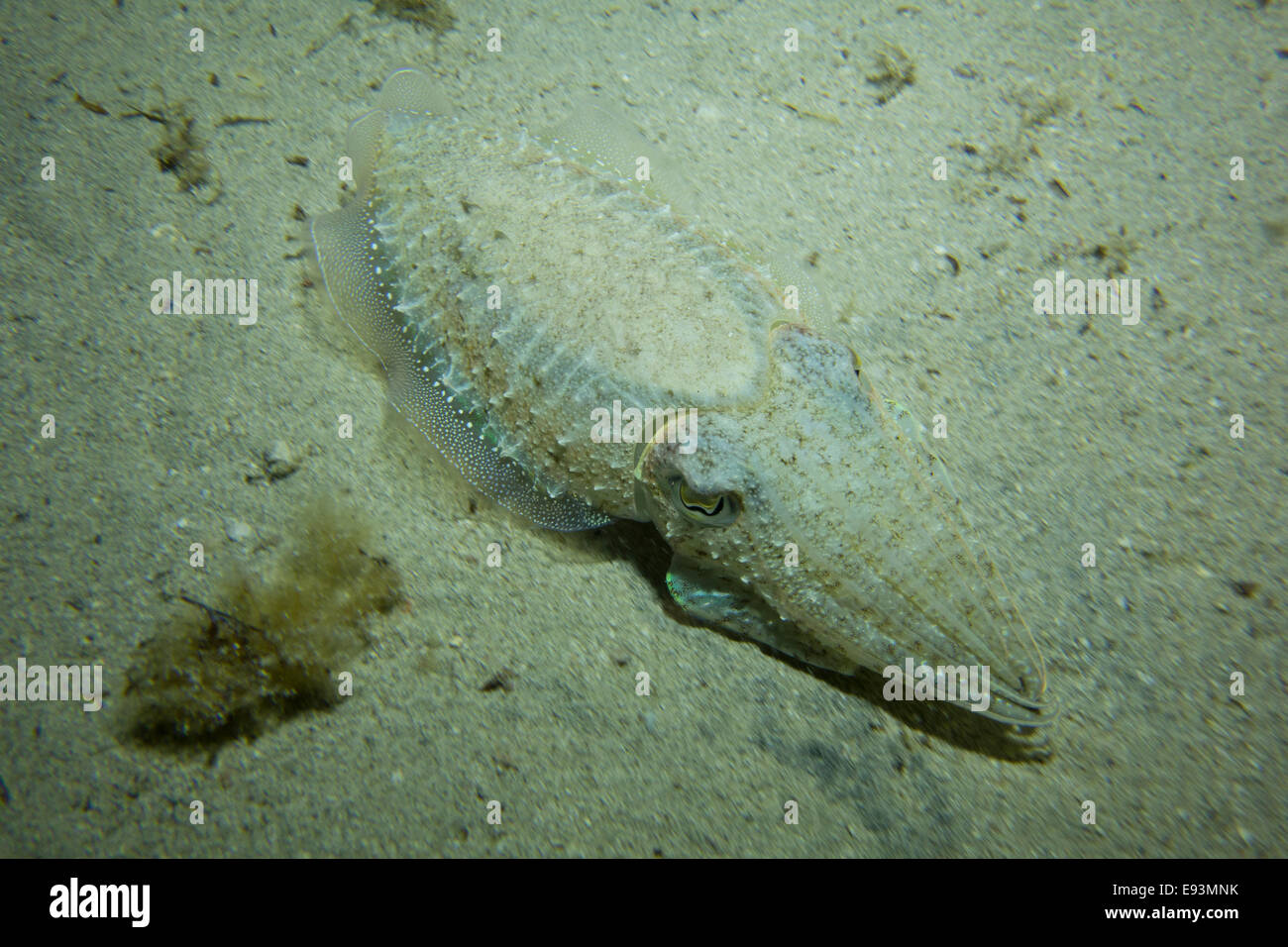 Yellow cuttlefish hi-res stock photography and images - Alamy