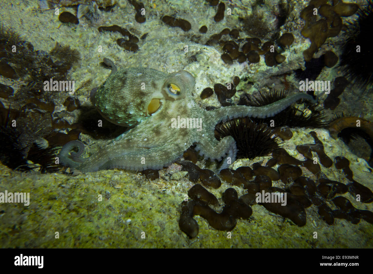Octopus, Octopus vulgaris, close-up form the Mediterranean Sea. This ...