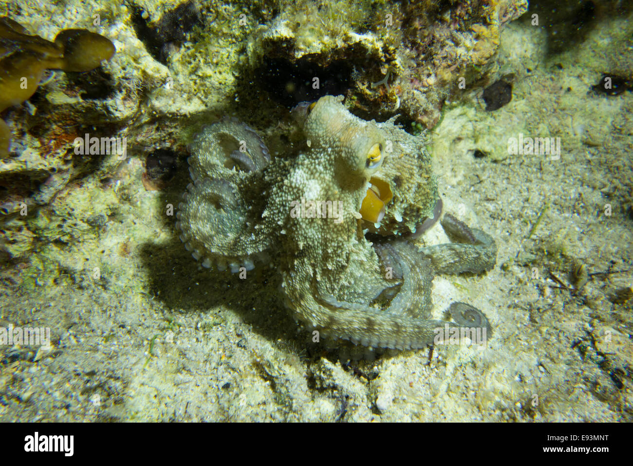 Octopus, Octopus vulgaris, close-up form the Mediterranean Sea. This ...