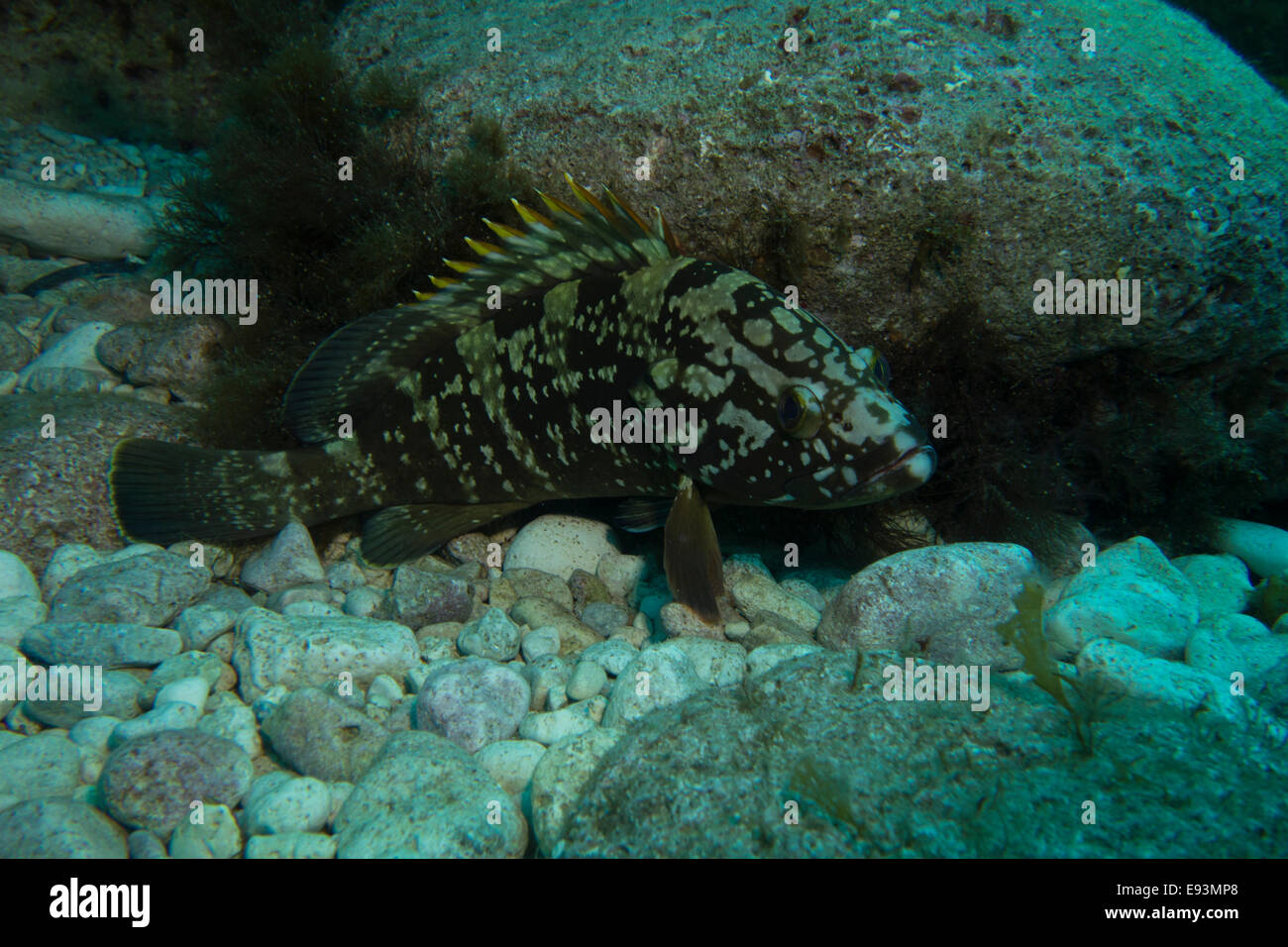 Grouper mouth hi-res stock photography and images - Alamy