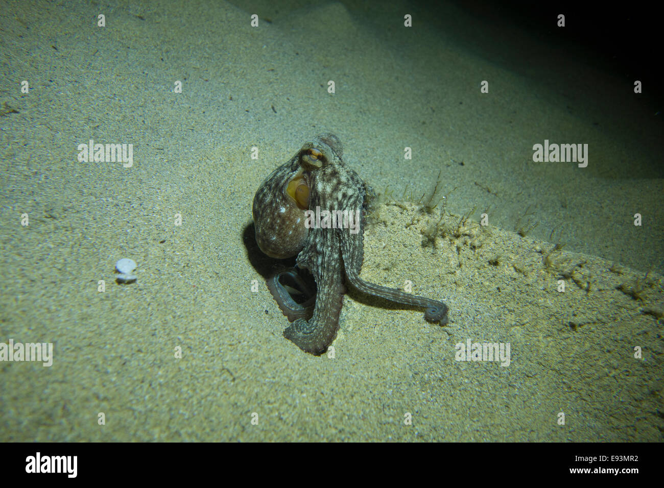 Octopus, Octopus vulgaris, close-up form the Mediterranean Sea. This ...
