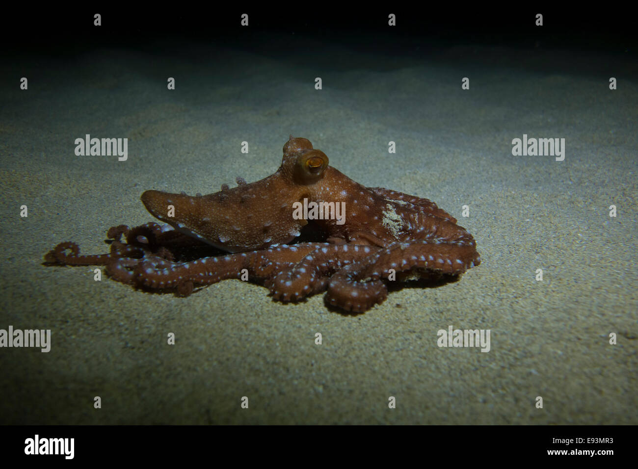 Atlantic white-spotted octopus, Octopus macropus, moving on sandy ...