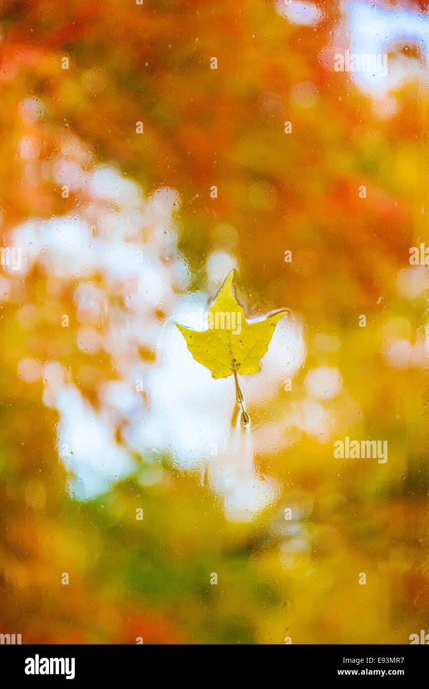 A rain soaked leaf clings to a window with a colorful fall foliage view ...