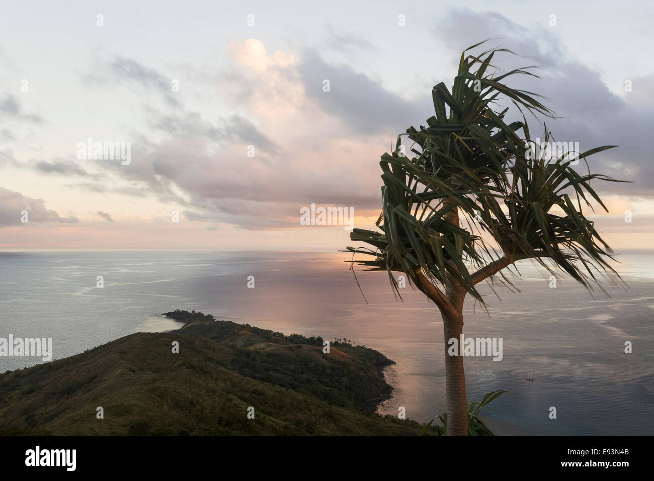Pandanus tree high above the South Pacific, Naviti, Yasawa Islands ...