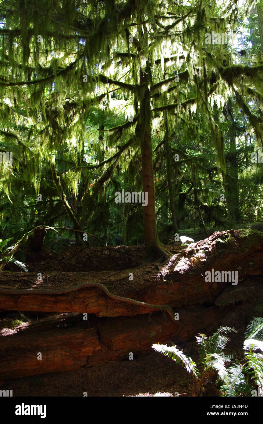 Photograph of a nurse log, which is an old dying tree feeding the ...