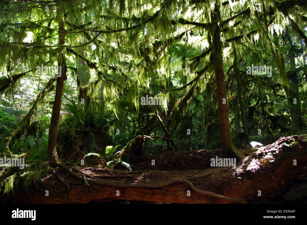 Photograph of a nurse log, which is an old dying tree feeding the ...