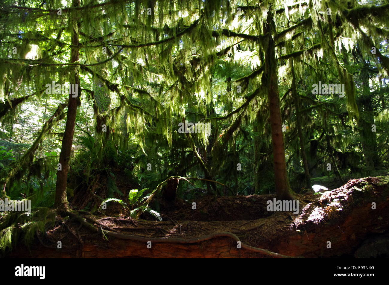 Dying fir tree hi-res stock photography and images - Alamy