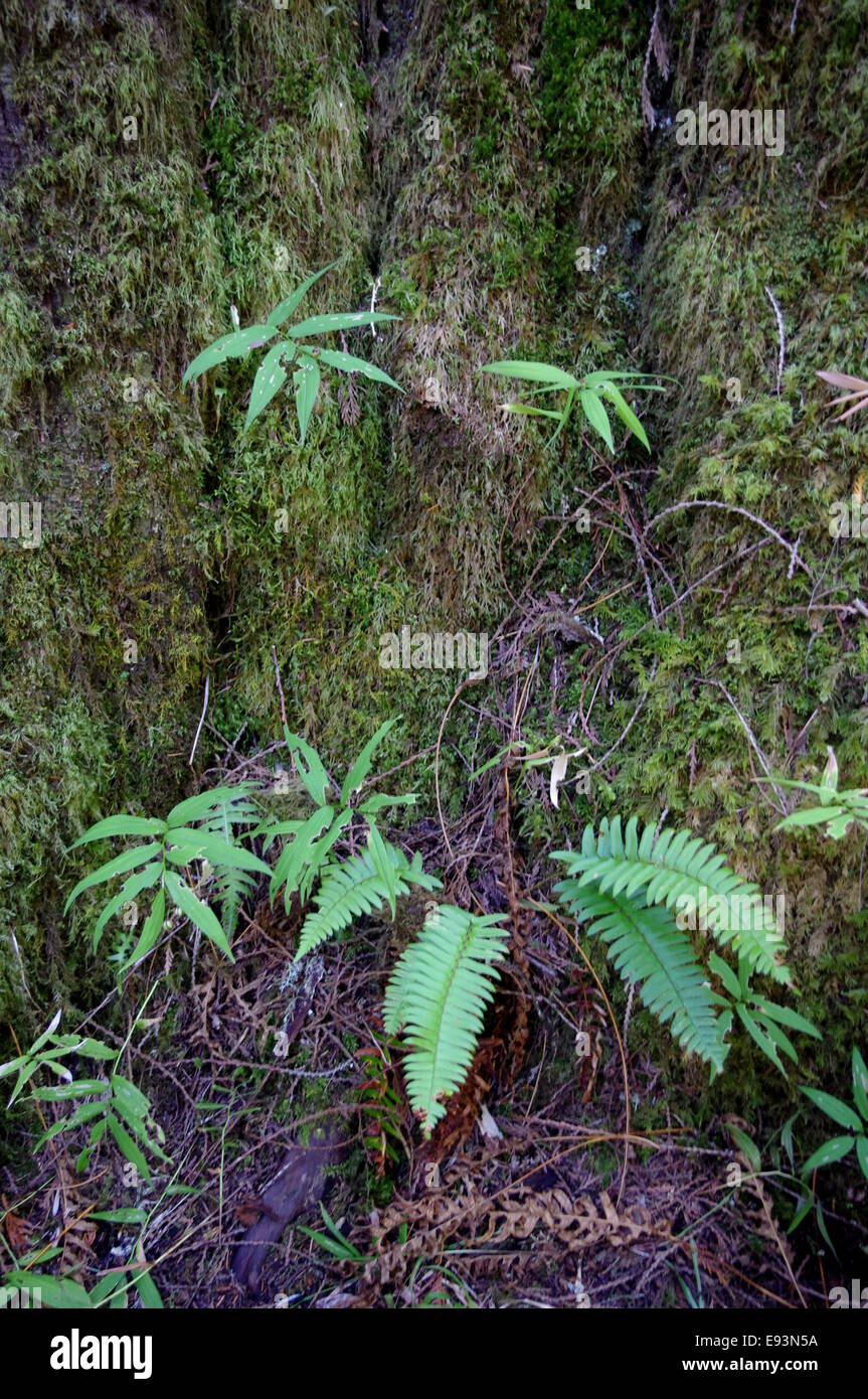 Photograph of ferns growing from the base of a tree, forming a happy ...