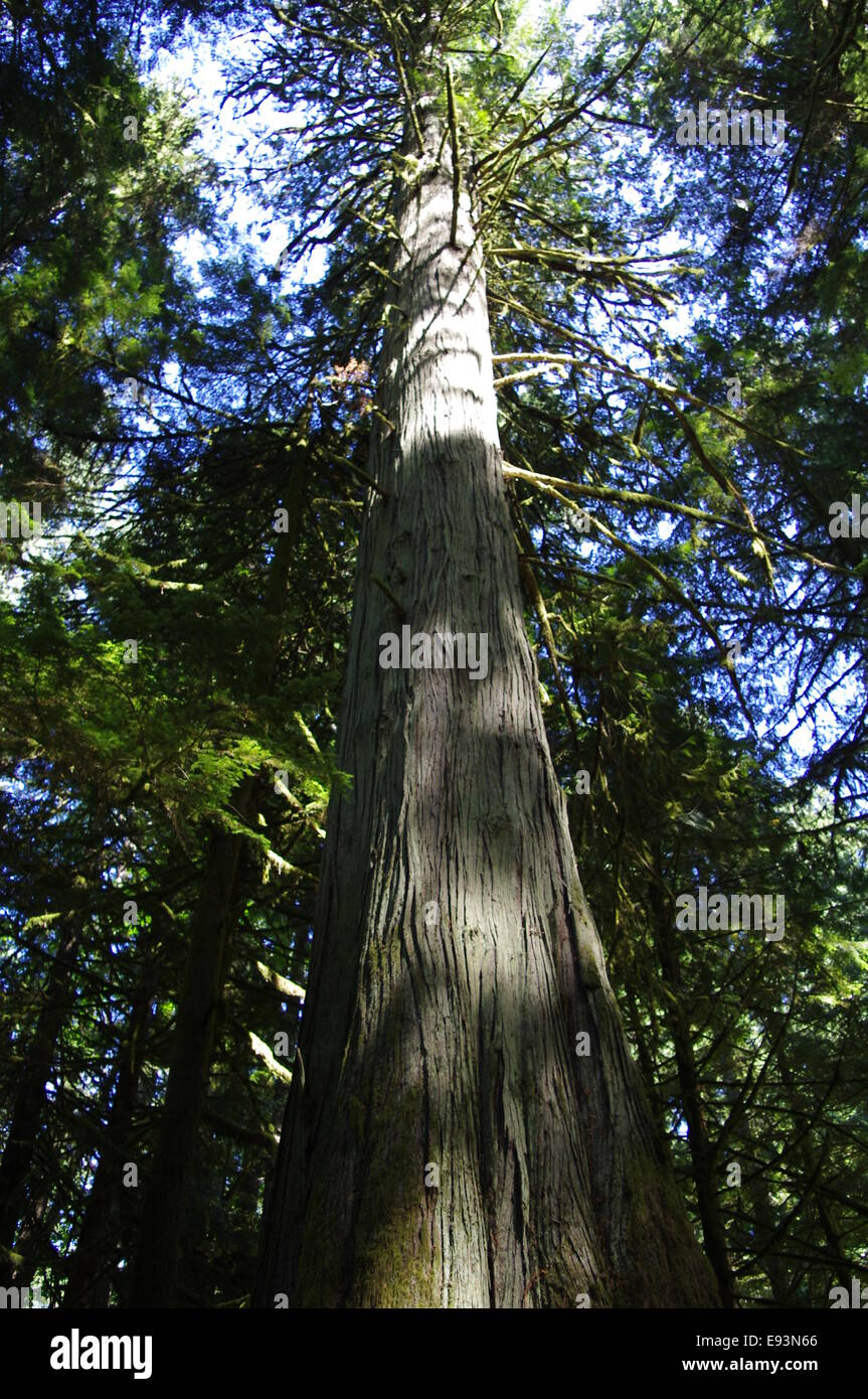 Photograph of an old growth cedar tree in Cathedral Grove, BC, Canada Stock Photo - Alamy