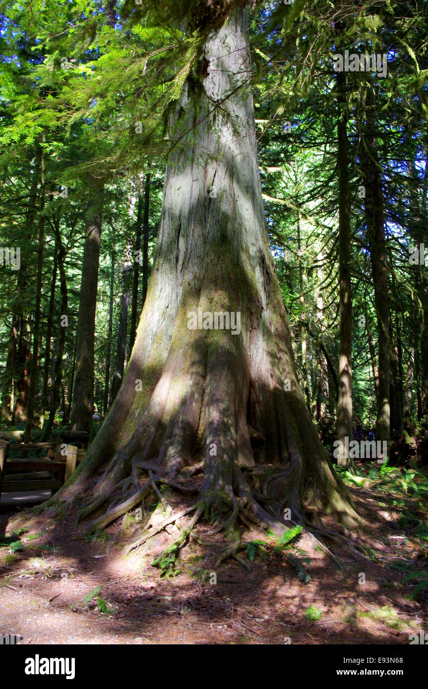 Photograph of an old growth cedar tree in Cathedral Grove, BC, Canada Stock Photo - Alamy