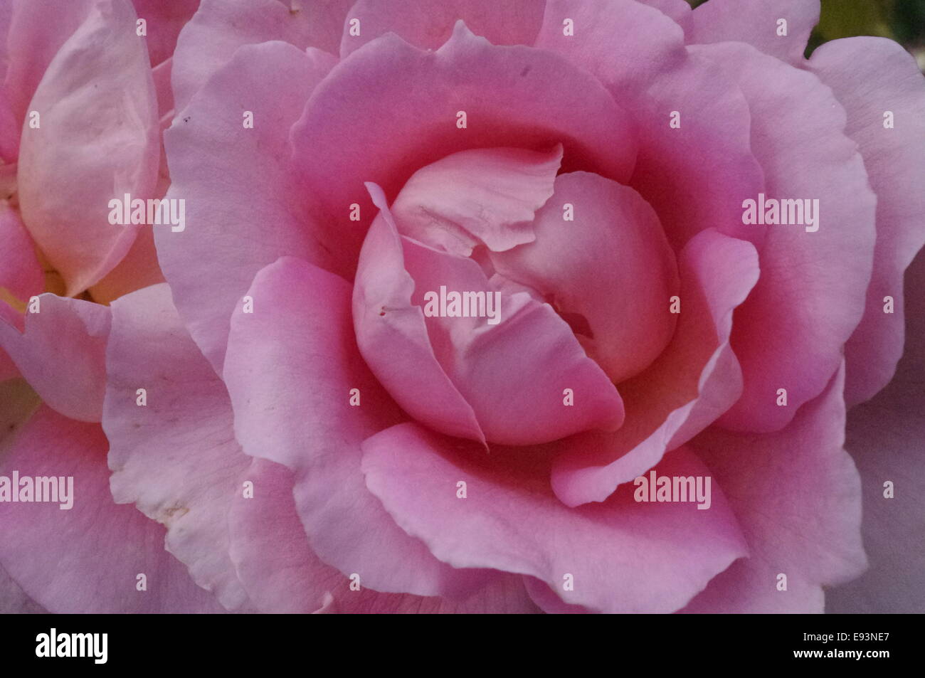 Beautiful photograph rose flower light hi-res stock photography and ...