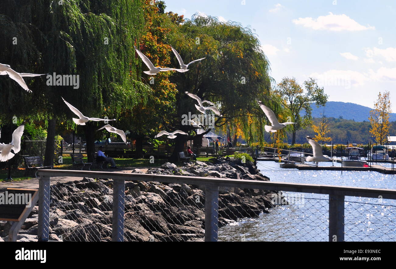 Cold Spring, NY: A flock of seagulls flying over the town pier along ...
